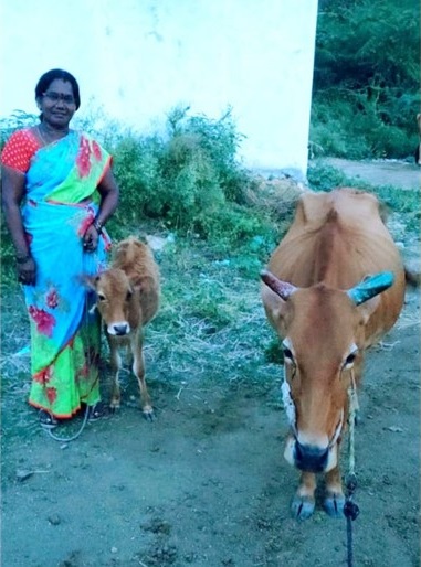 Rosie the Cow | Barnabas Almsgiving Fund